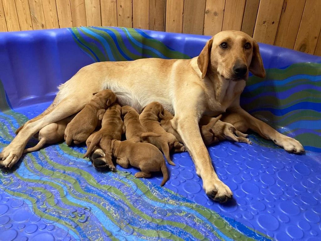 Puppies - Trailrunners K9
